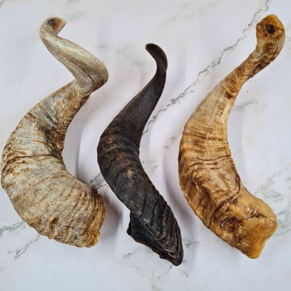 Corne de Mouton pour Chien | Friandise de Mastication